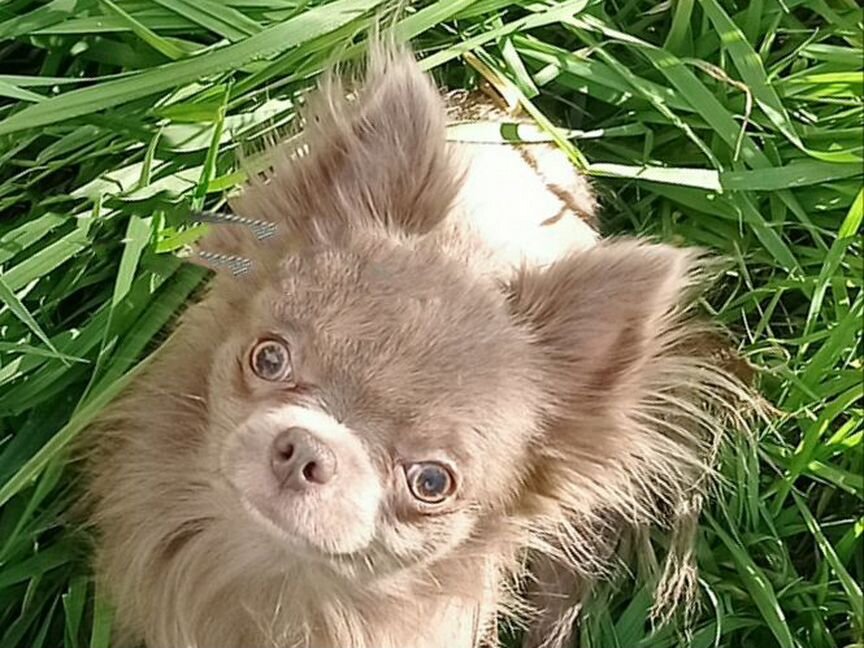 Вязка кобель чихуахуа