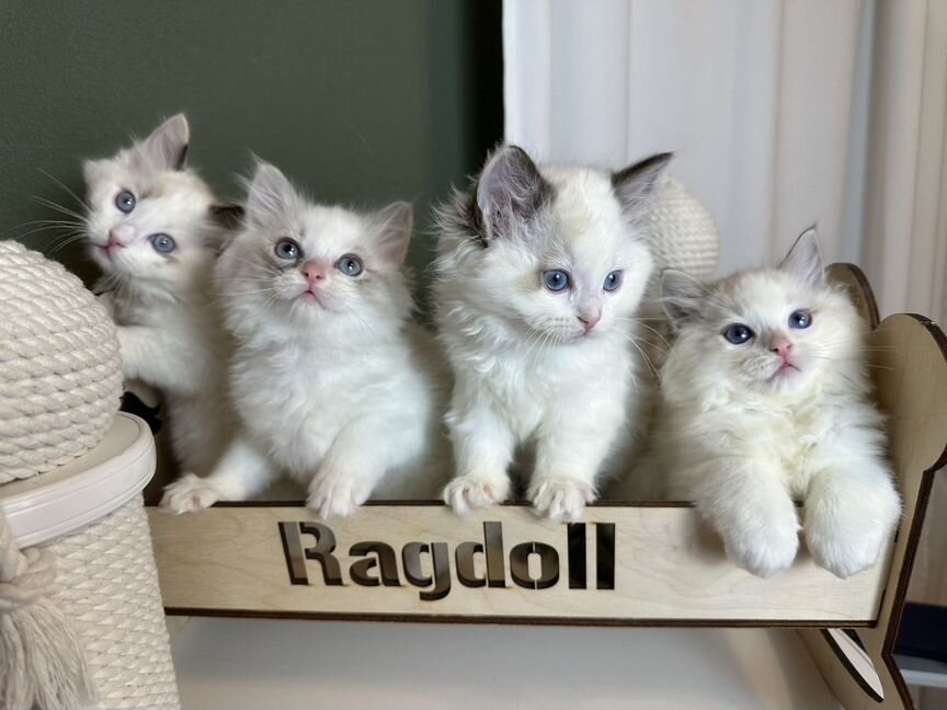 Котята рэгдолл