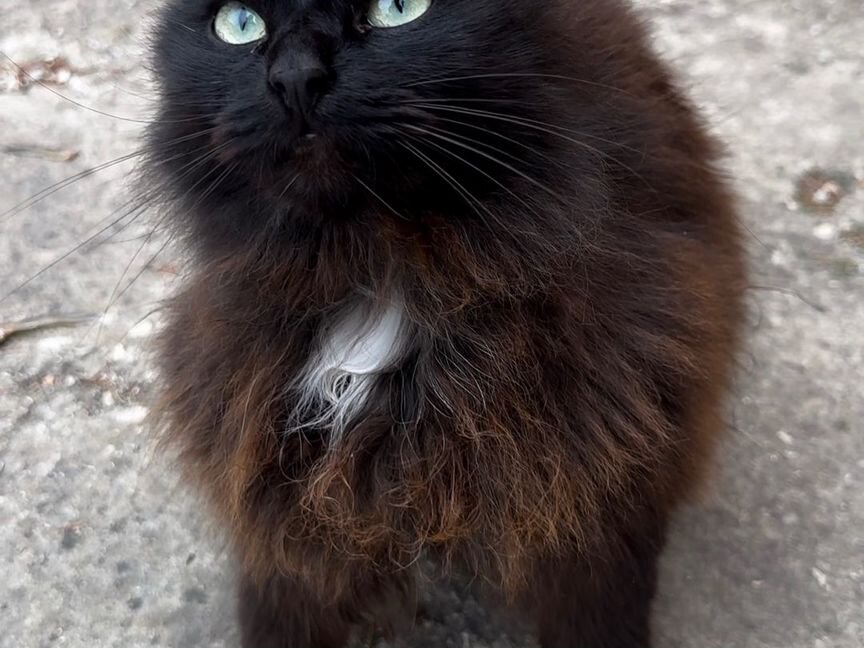 Домашние кошки