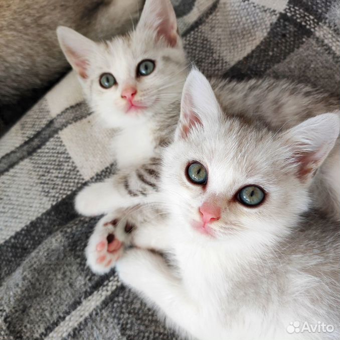 Необыкновенные котята