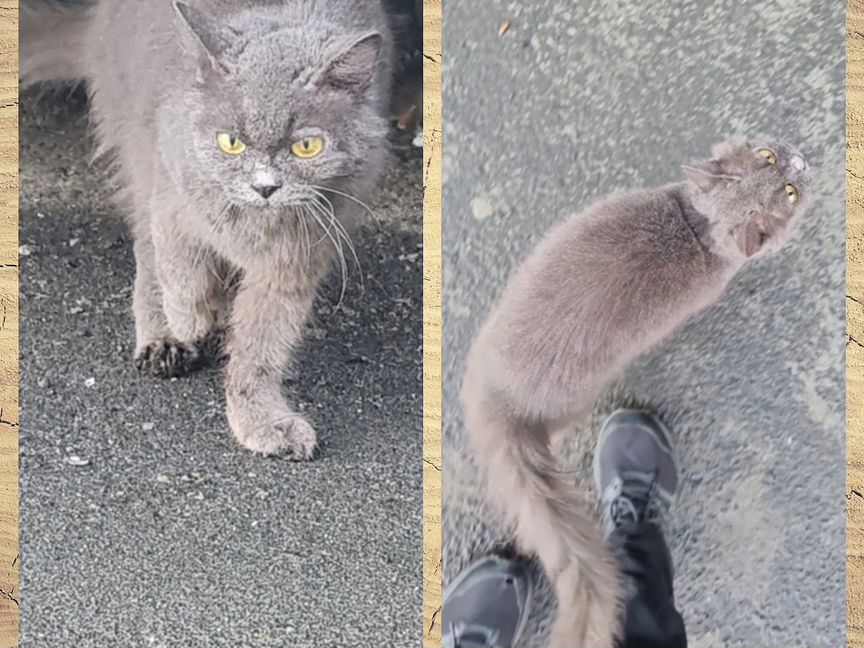 Котейка на улице