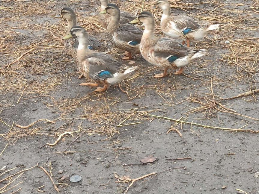 Подсадная утка