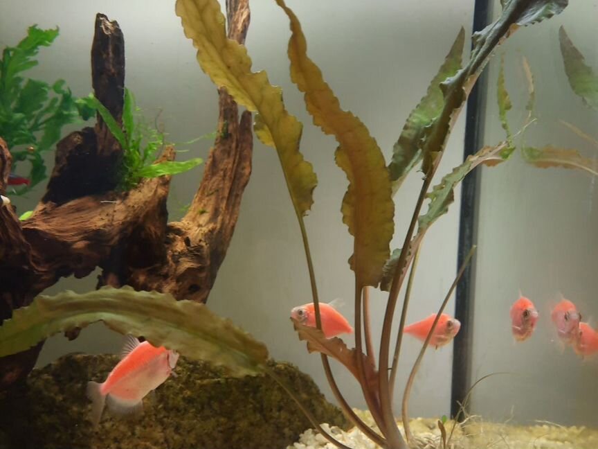 Аквариумное растение