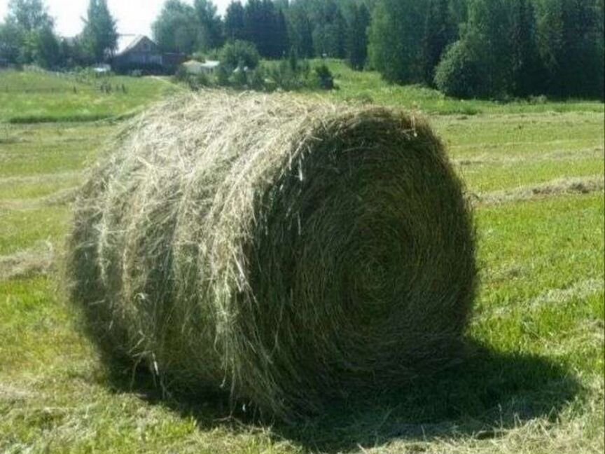 Продам сено в рулонах