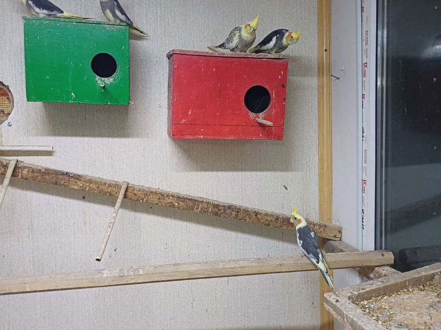 Птицы Корелы