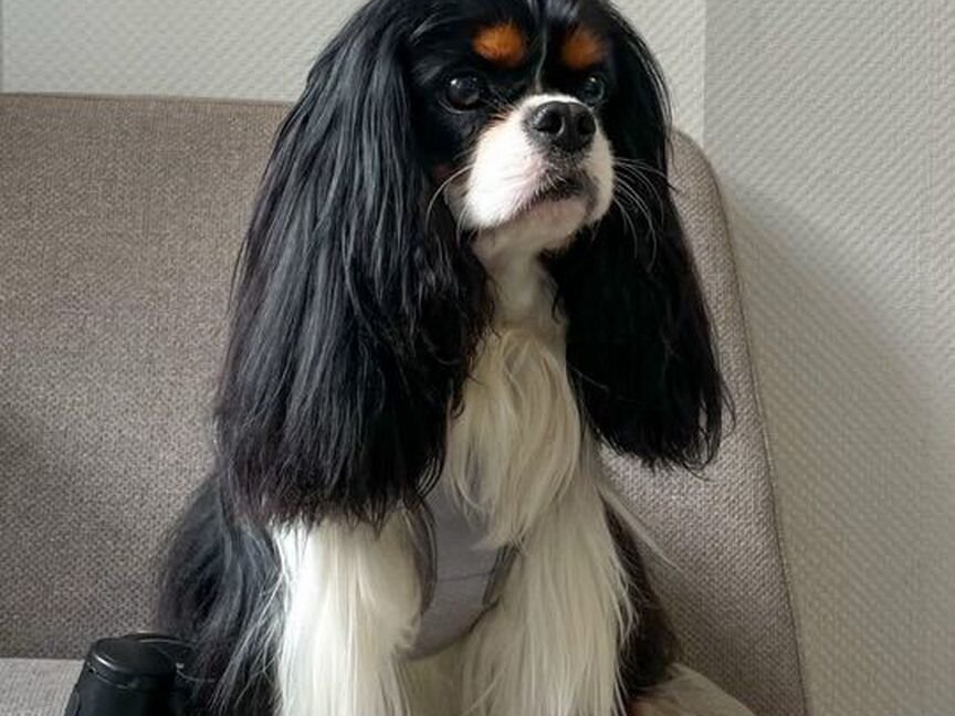 Кавалер кинг чарльз спаниель вязка