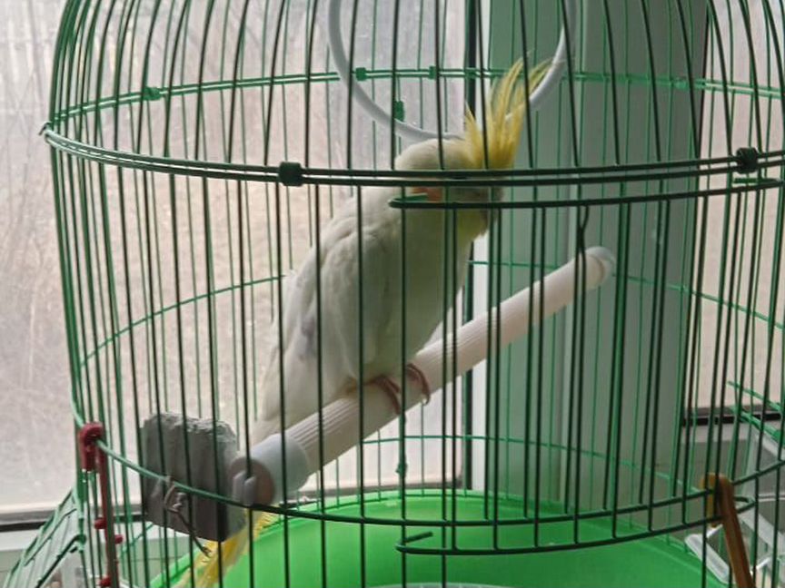 Попугай карелла с клеткой