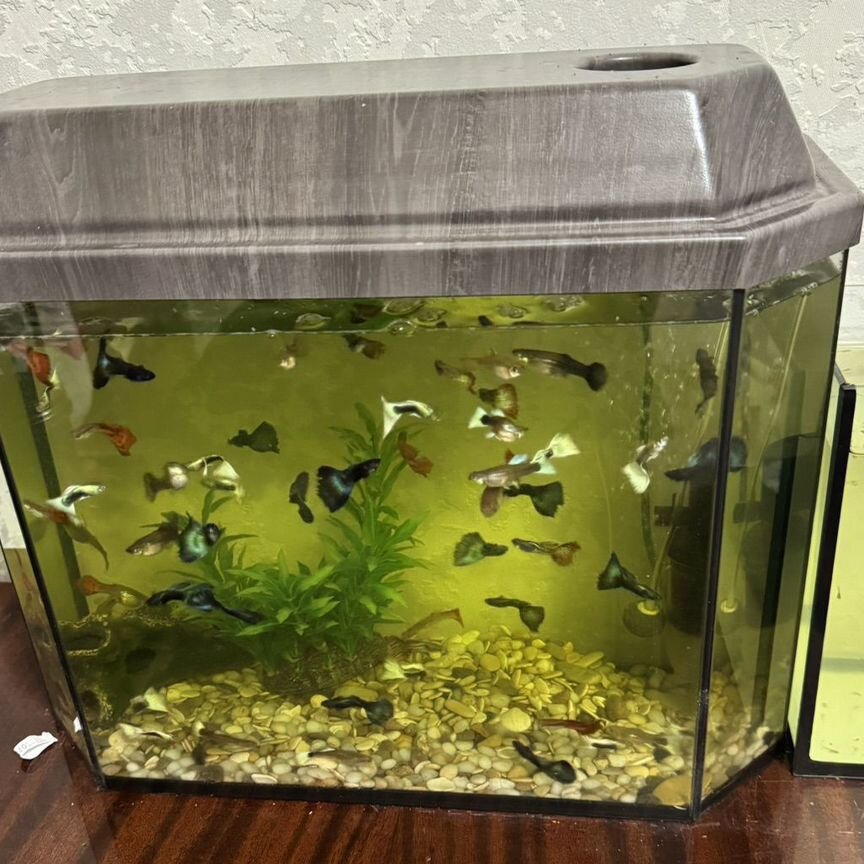 Гуппи рыбки