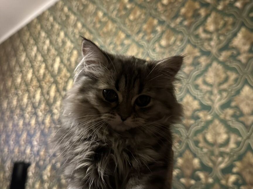 Кошка 5 мес