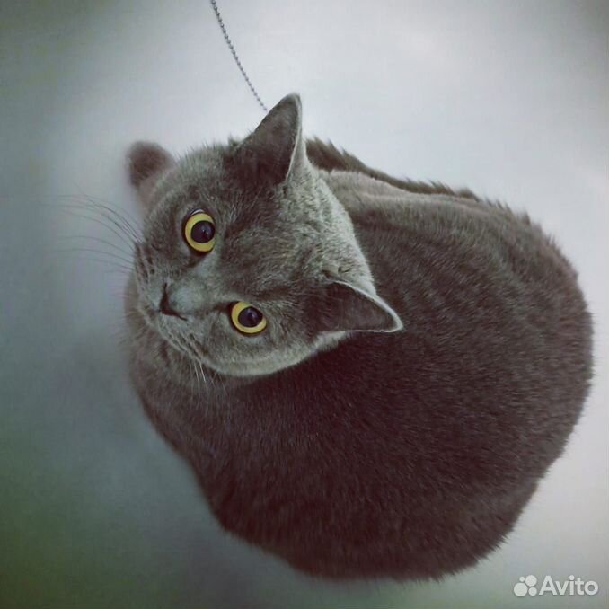 В дар гордый Британец