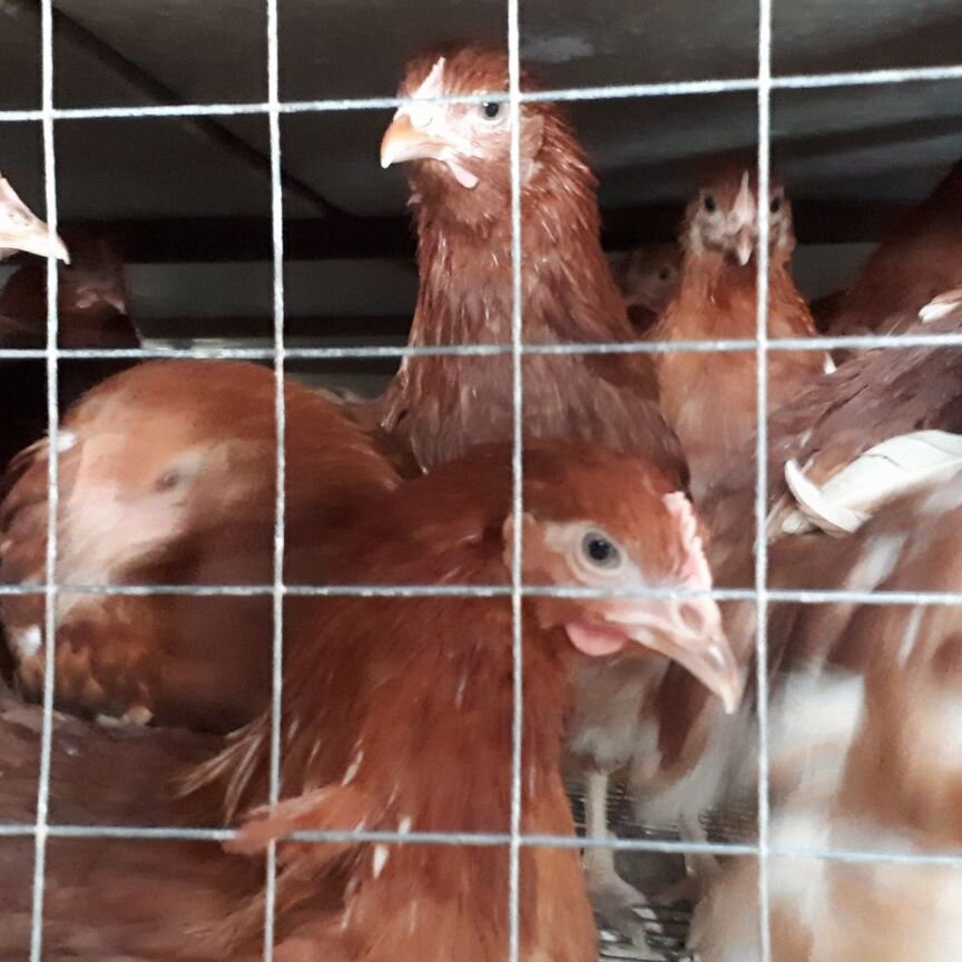 Куры молодки несушки