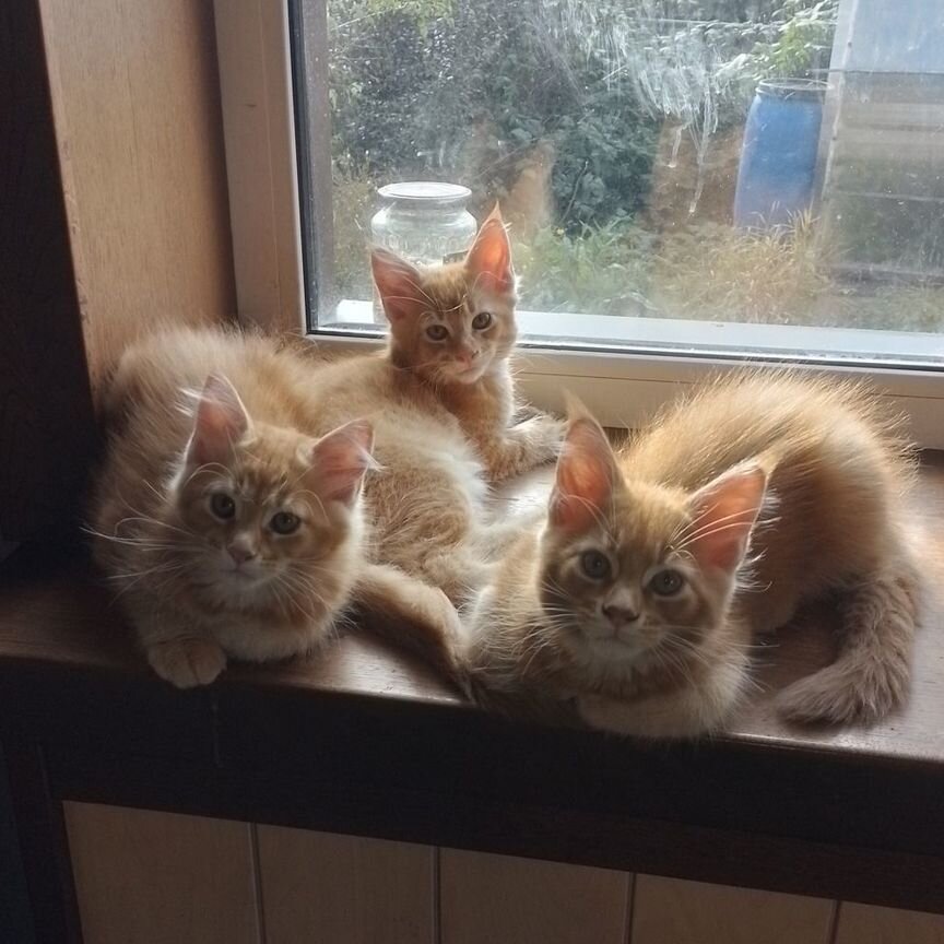 Котята мейн-кун