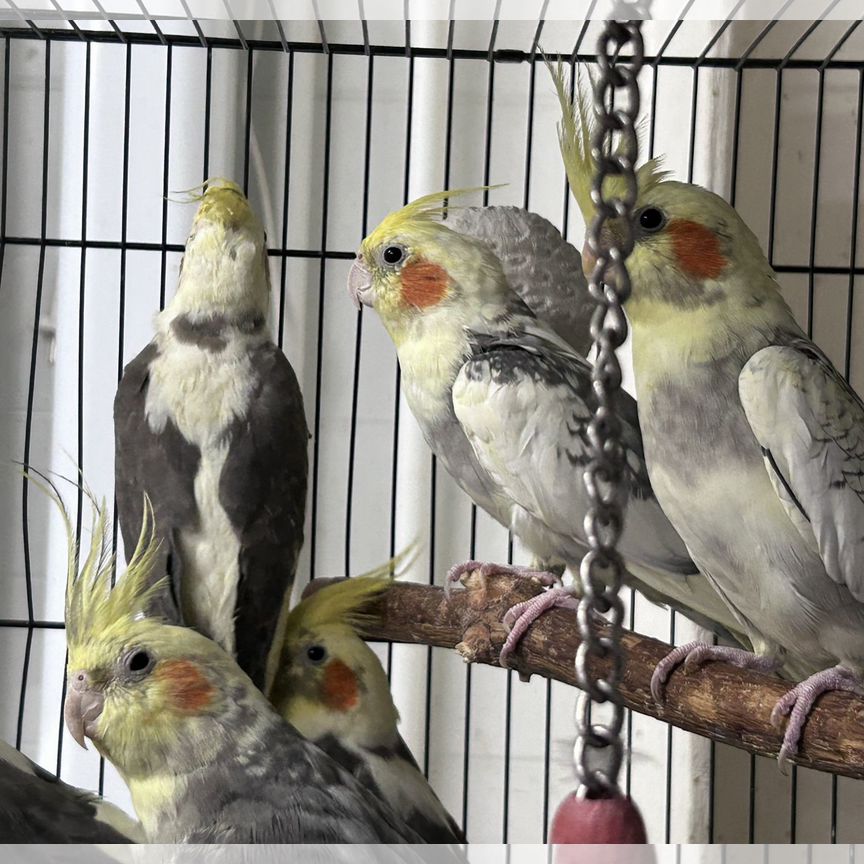 Попугай Корелла, огромный выбор