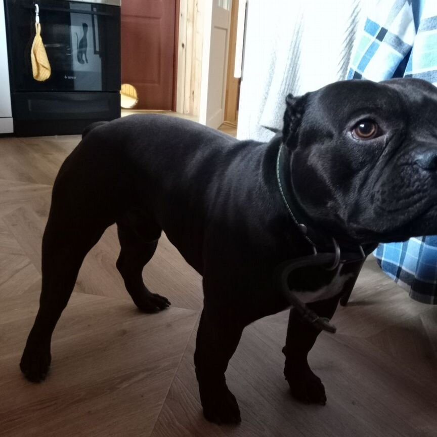 Американский булли в добрые руки