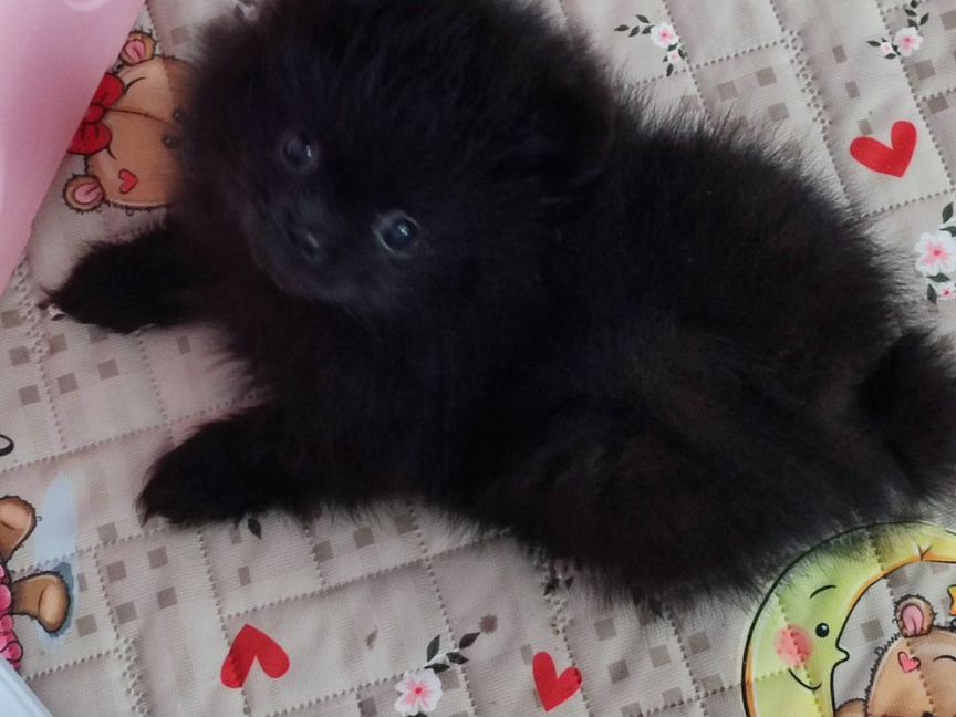 Черный померанец и черно-подпалая девочка