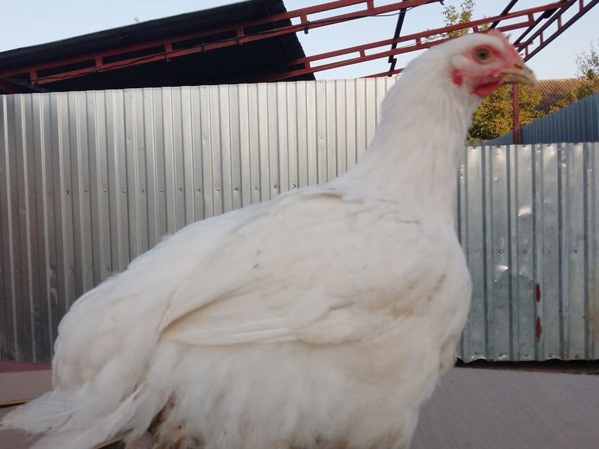 Куры броллеры