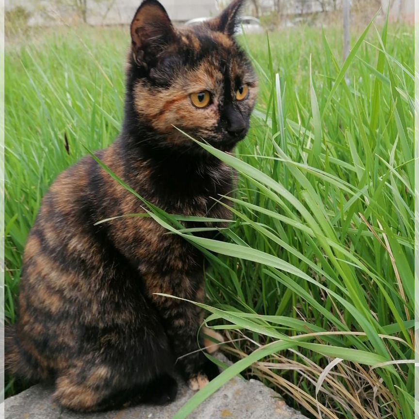 Кошка