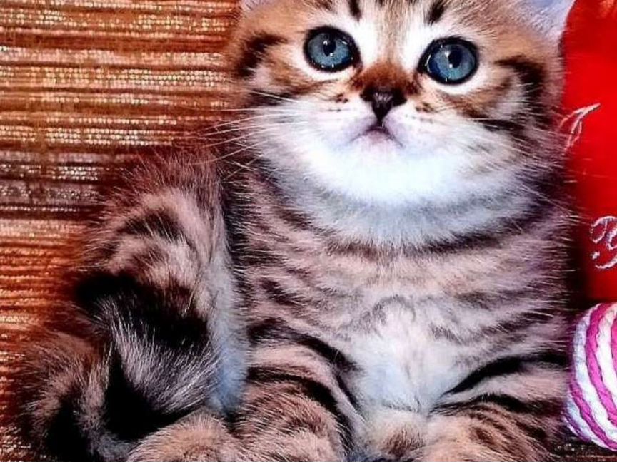 Шиншилловые яркие котодетки