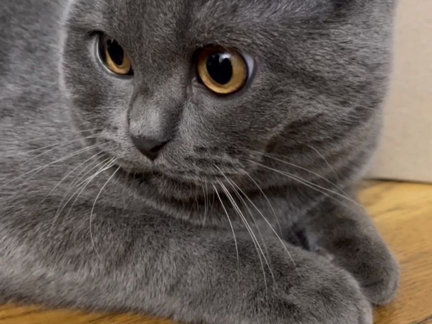 Шотландский вислоухий кот