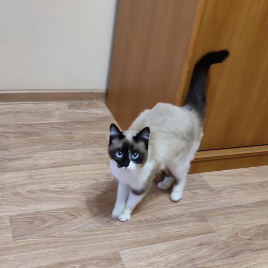 Сиамская кошка