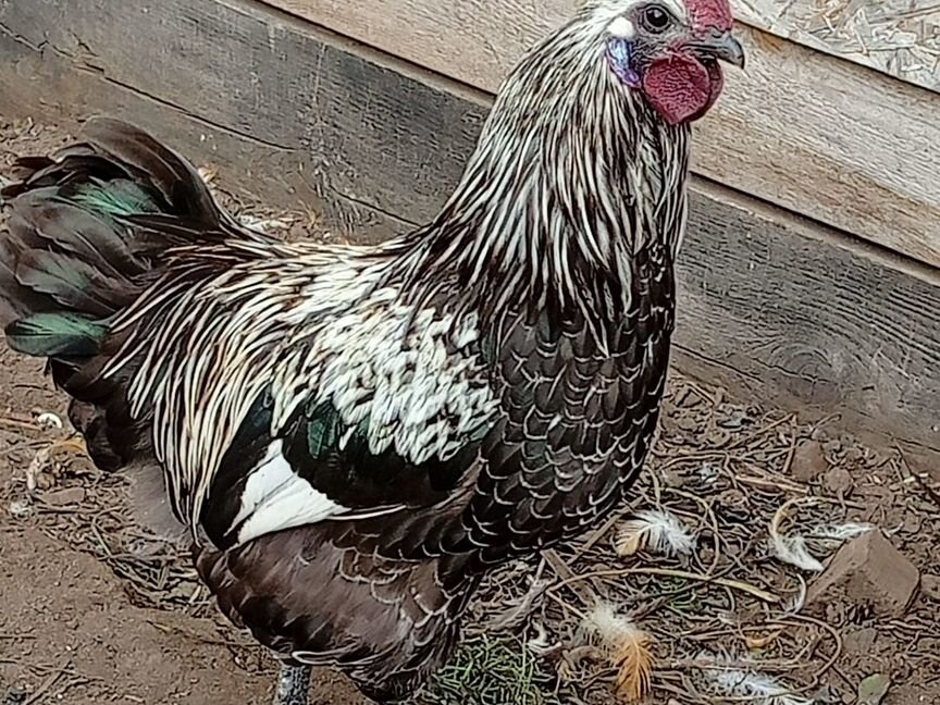 Петухи лакеданзи серебро