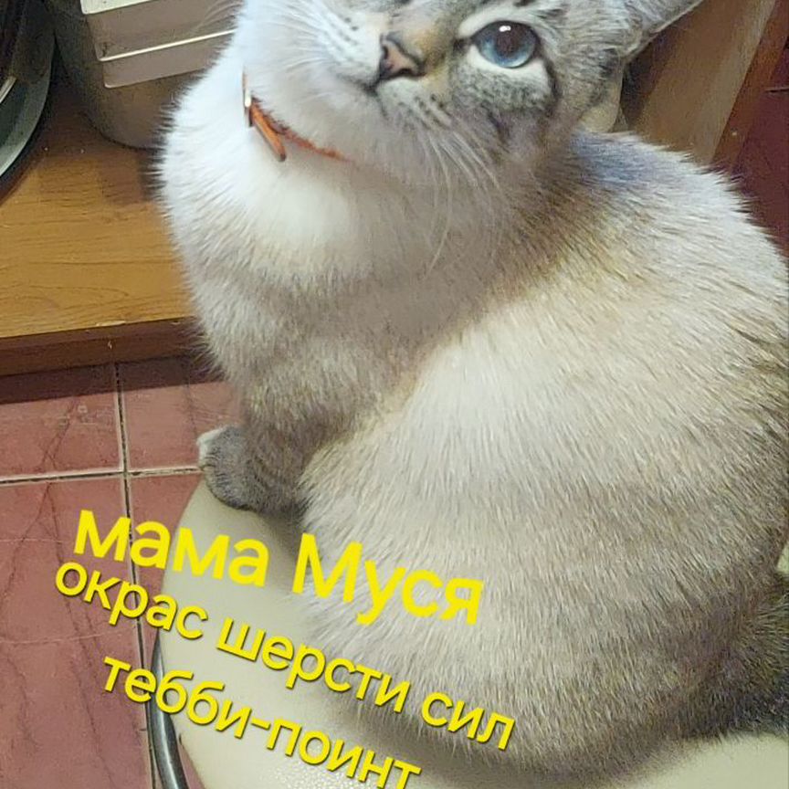 Тайские котята