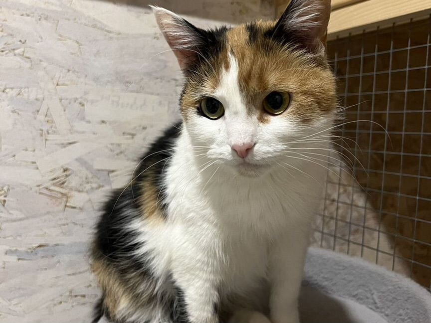 Кошка 1год бесплатно в добрые руки