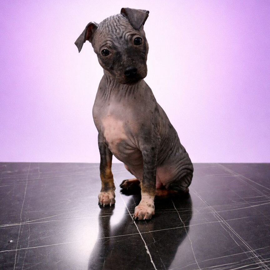 Американский голый терьер, щенок