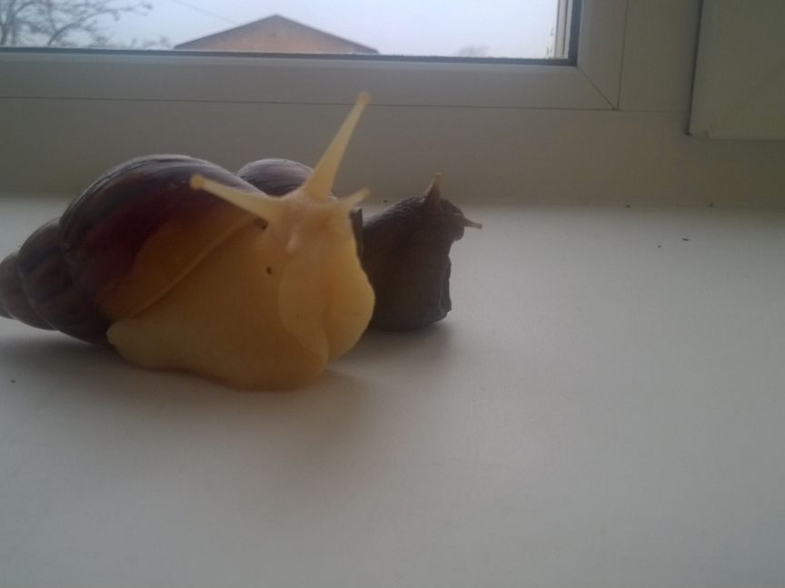 Продам Ахатин