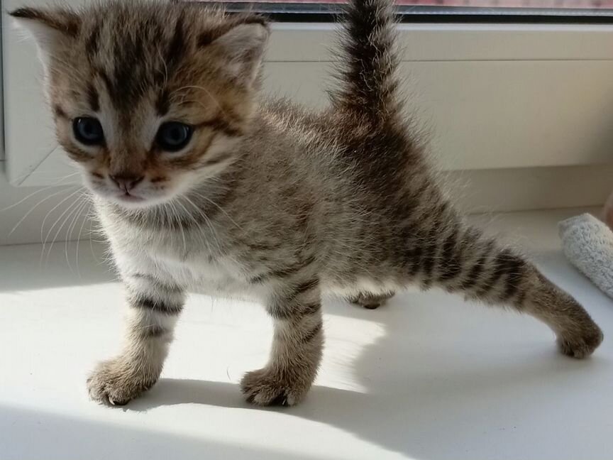 Кошки в добрые руки бесплатно