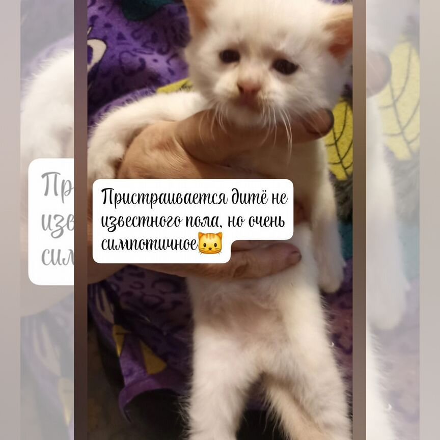 Котята