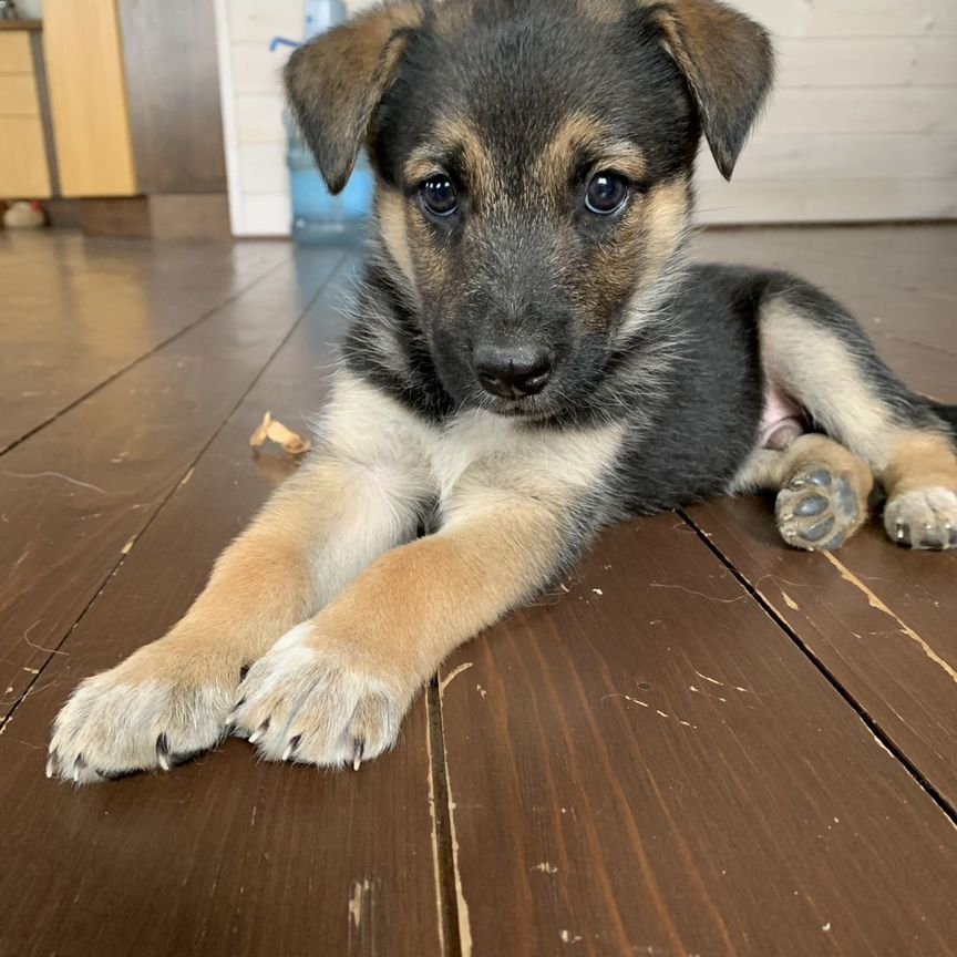 Отдам в добрые руки щенков почти овчарки и дворняг