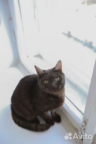 Кошка дымчатый окрас