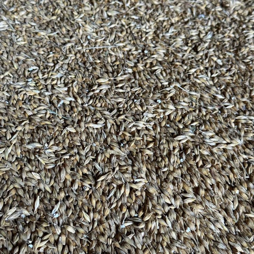 Горох кормовой