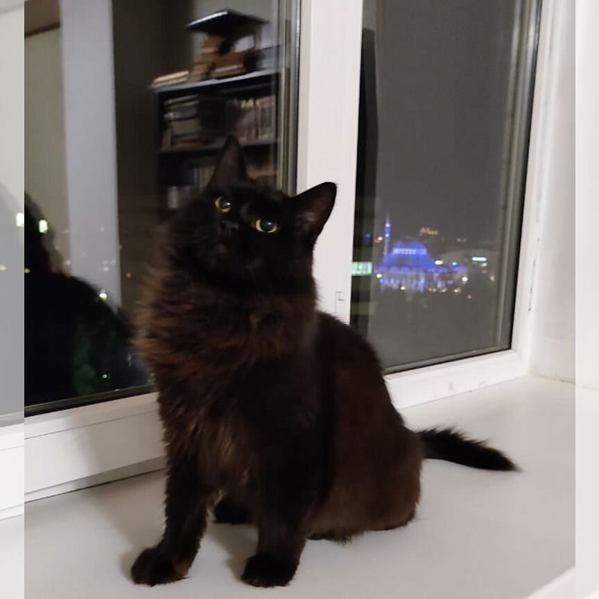 Взрослая, кошка в добрые руки