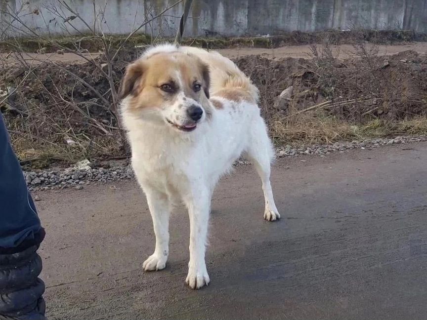 Кобель Антошка в хорошую семью бесплатно