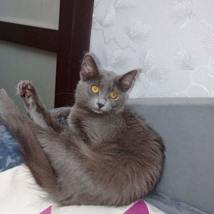 Дымчатая кошечка Зола ищет дом