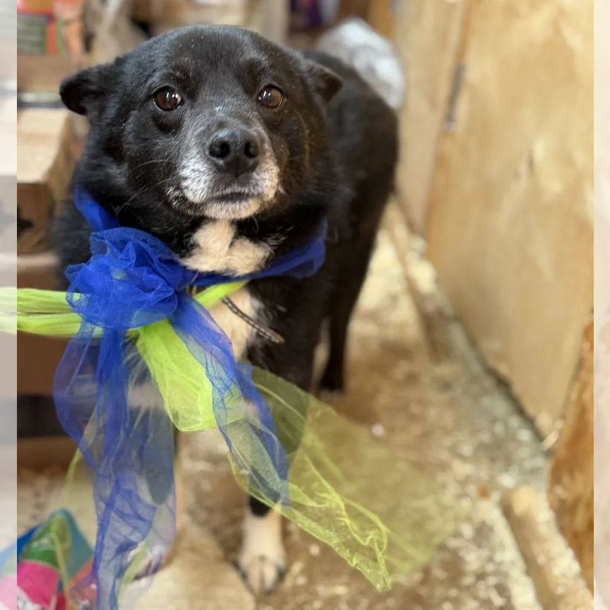 Взрослый пёс в добрые руки