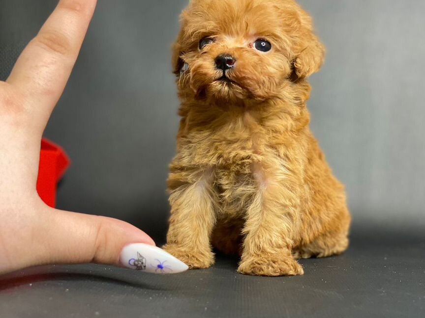 Настоящие Мальтипу. Корея