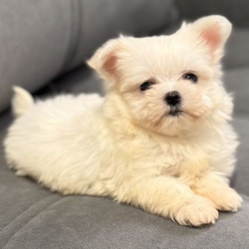 Мальтийская болонка, щенок