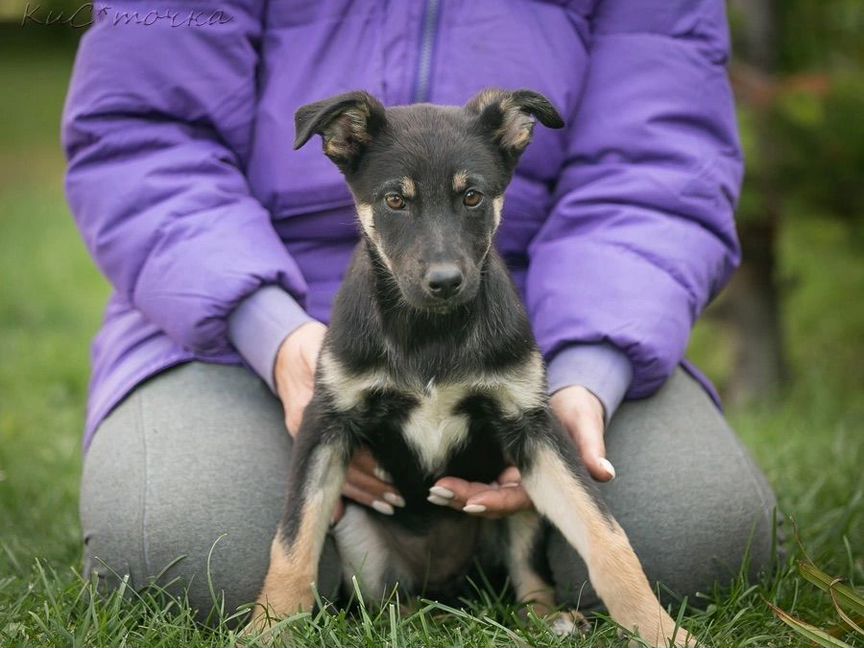 Щенок в добрые руки бесплатно