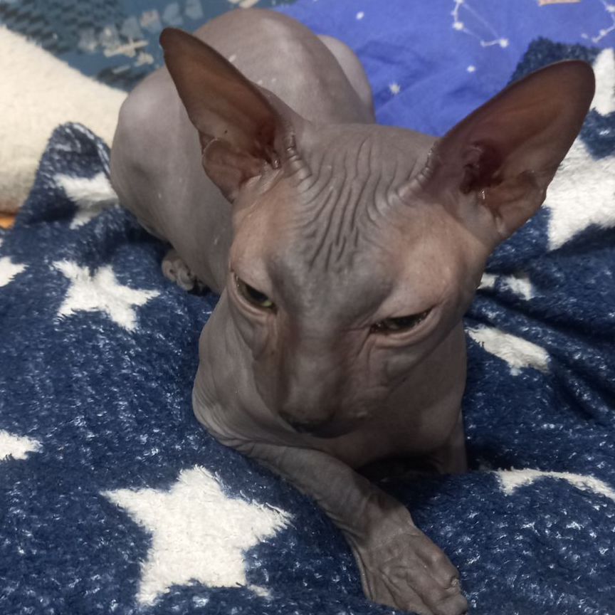 Канадский сфинкс