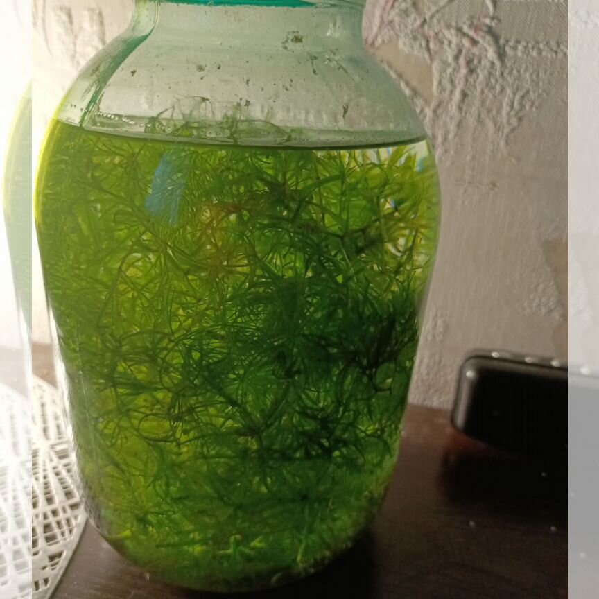 Травка аквариумная