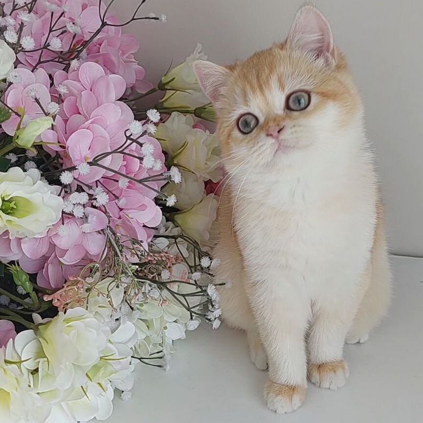 Британский короткошёрстный котёнок
