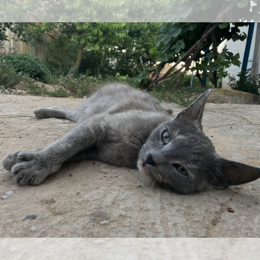 Кошки