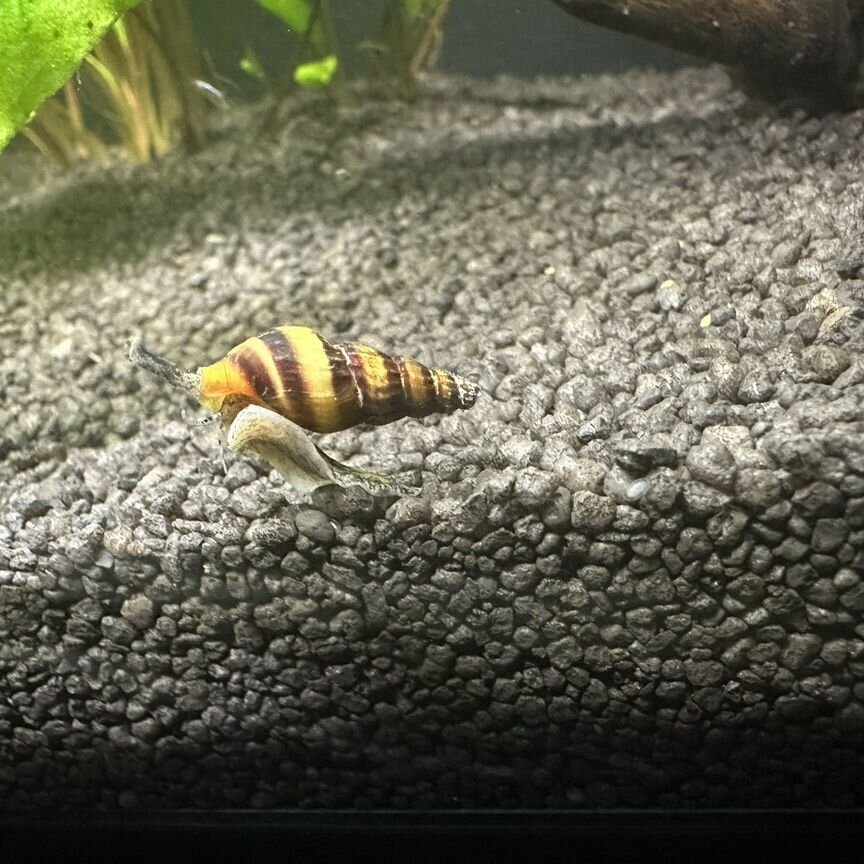 Улитка хелена