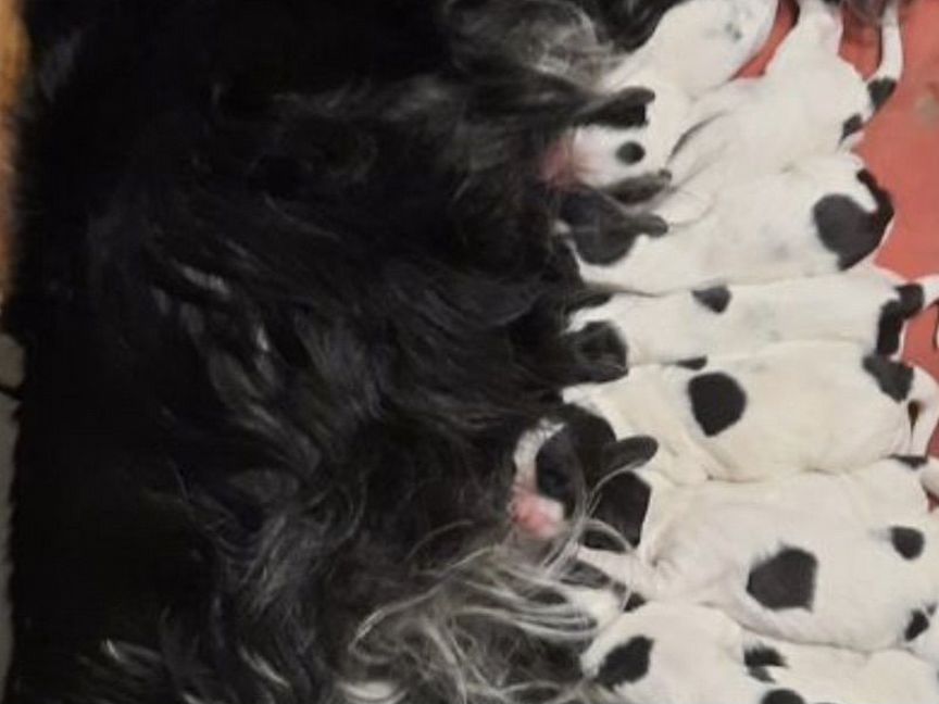 Щенки русского охотничего спаниеля