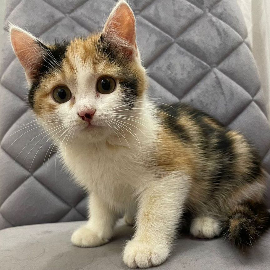 Котенок кошечка в добрые руки