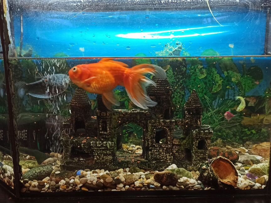 Аквариум с тумбой с рыбками 60 л