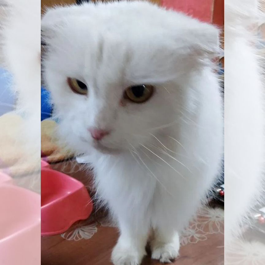 Шотландский вислоухий длинношёрстный котёнок